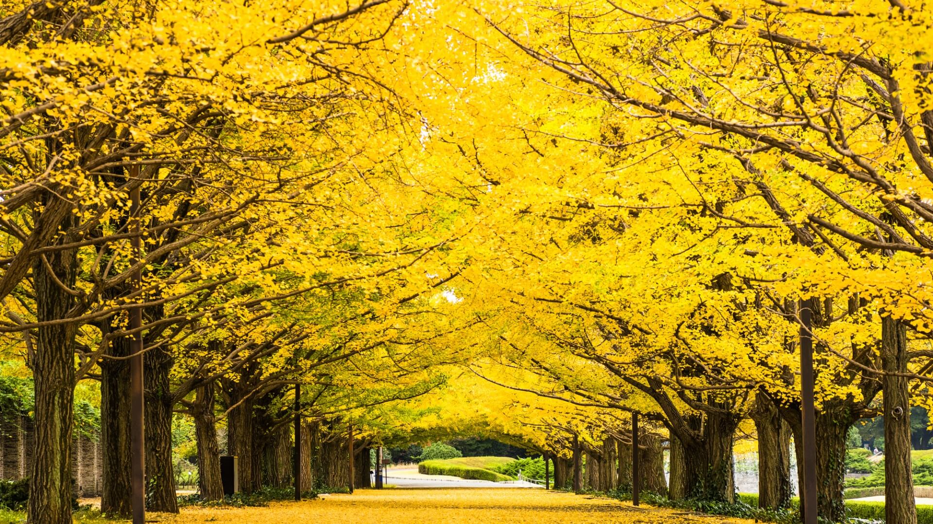 Hachioji Travel Guide. | GOOD LUCK TRIP