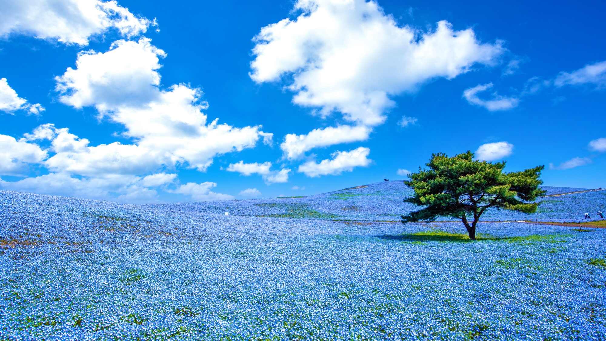 Kanto Travel Guide. | GOOD LUCK TRIP